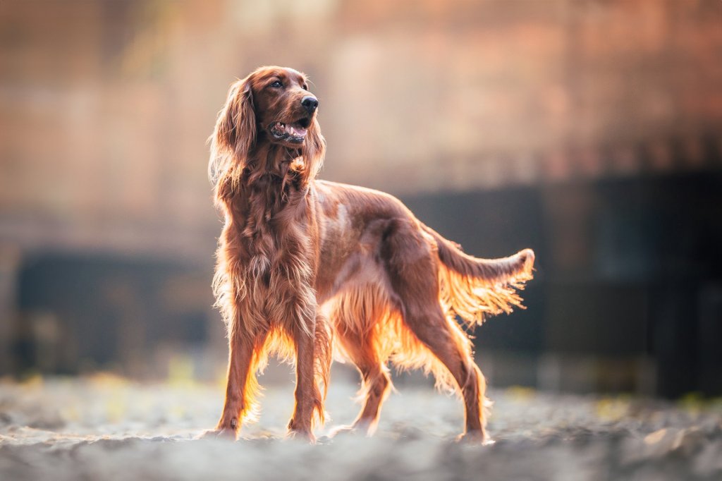 Irský setr | Calibra